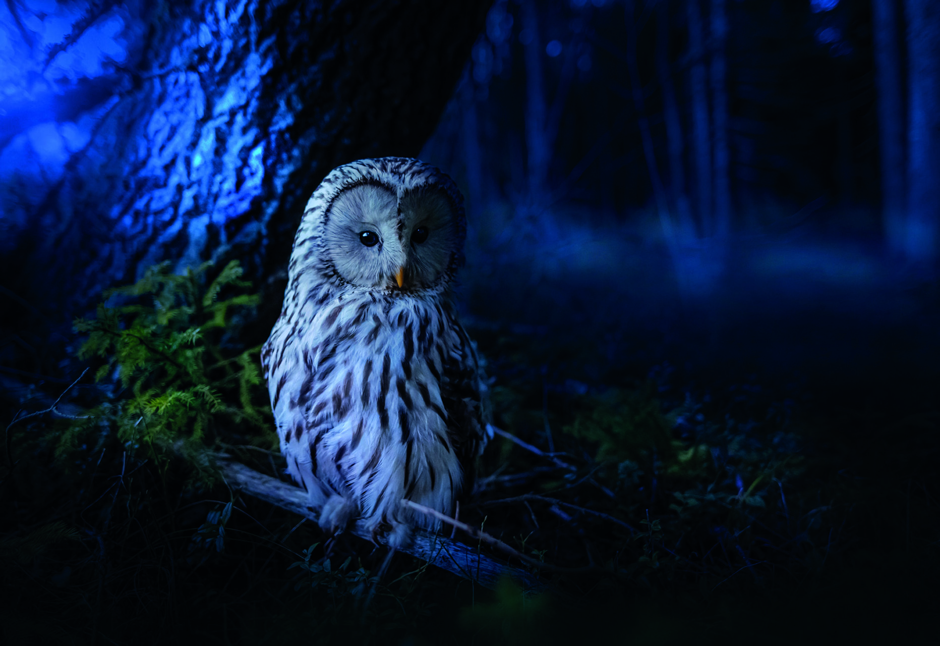 Sortie « LA FAUNE LA NUIT » / ELSA PAGET - CAPI